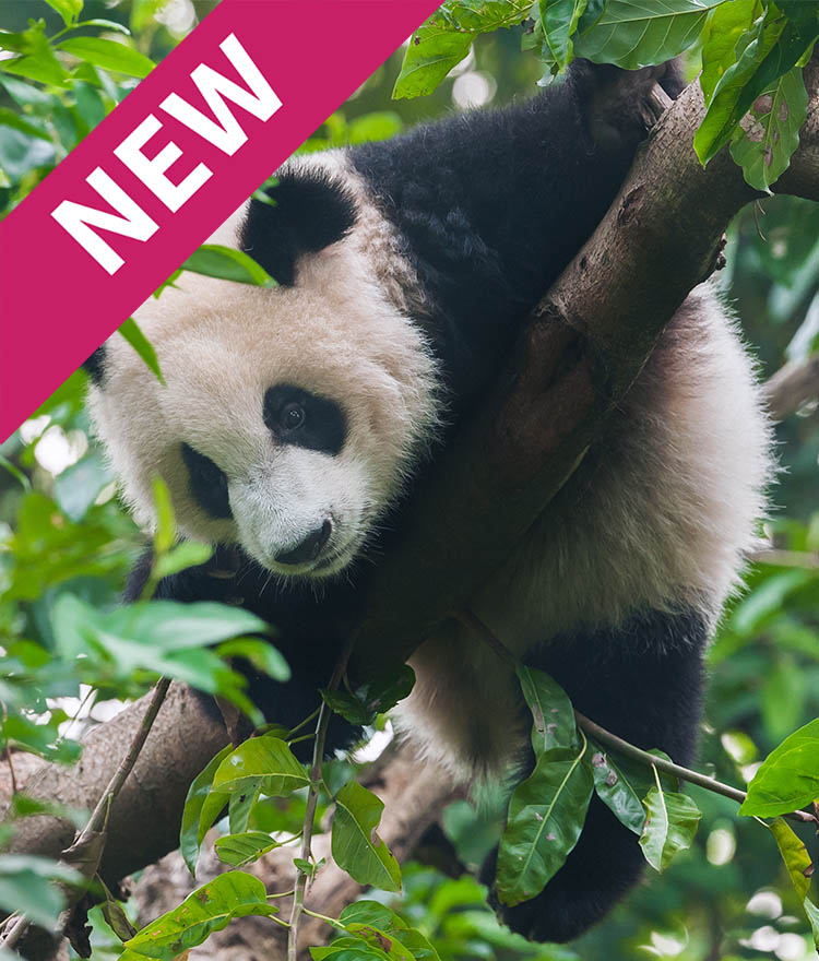 Which animal? | Learning English | Cambridge English